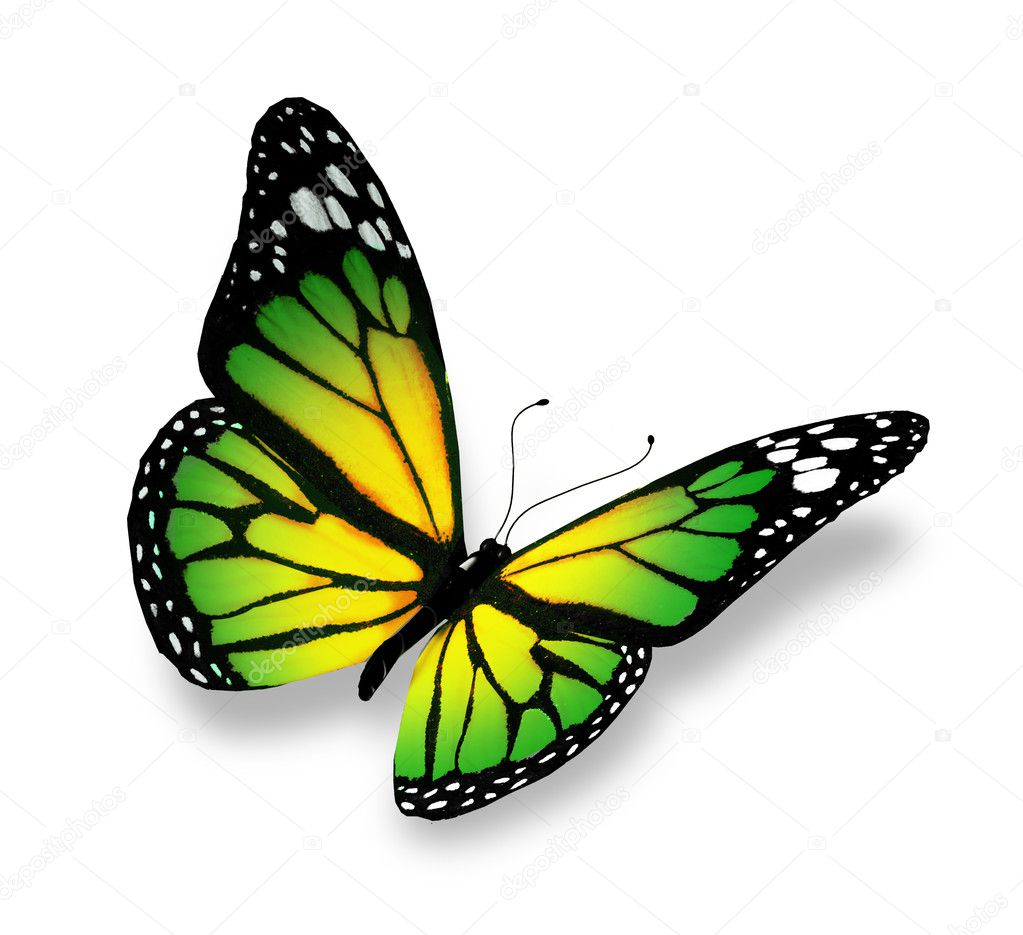 Yellow-green butterfly, isolated on white background — Stock Photo ...