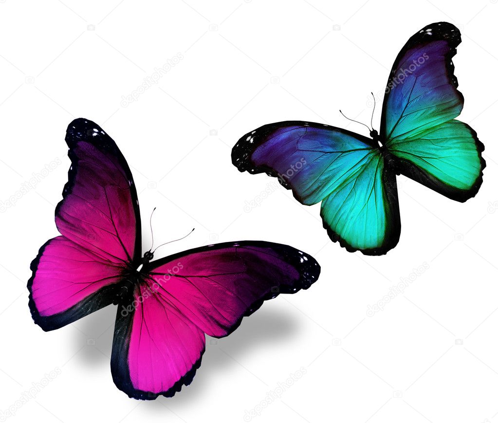 Two butterflies on white background — Stock Photo © sun_tiger #11813668
