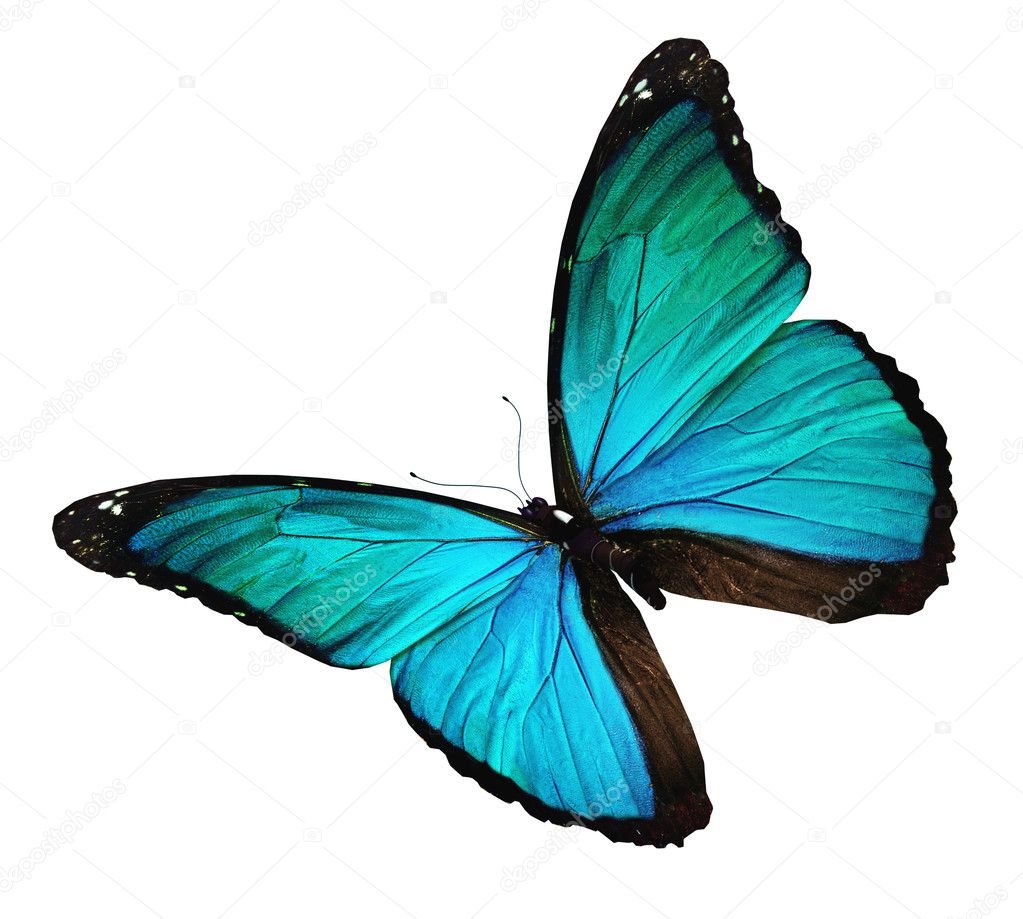 Morpho turquoise butterfly , isolated on white — Stock Photo © sun ...