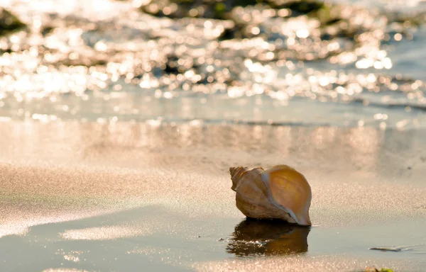 Wind shells Stock Photos, Royalty Free Wind shells Images | Depositphotos