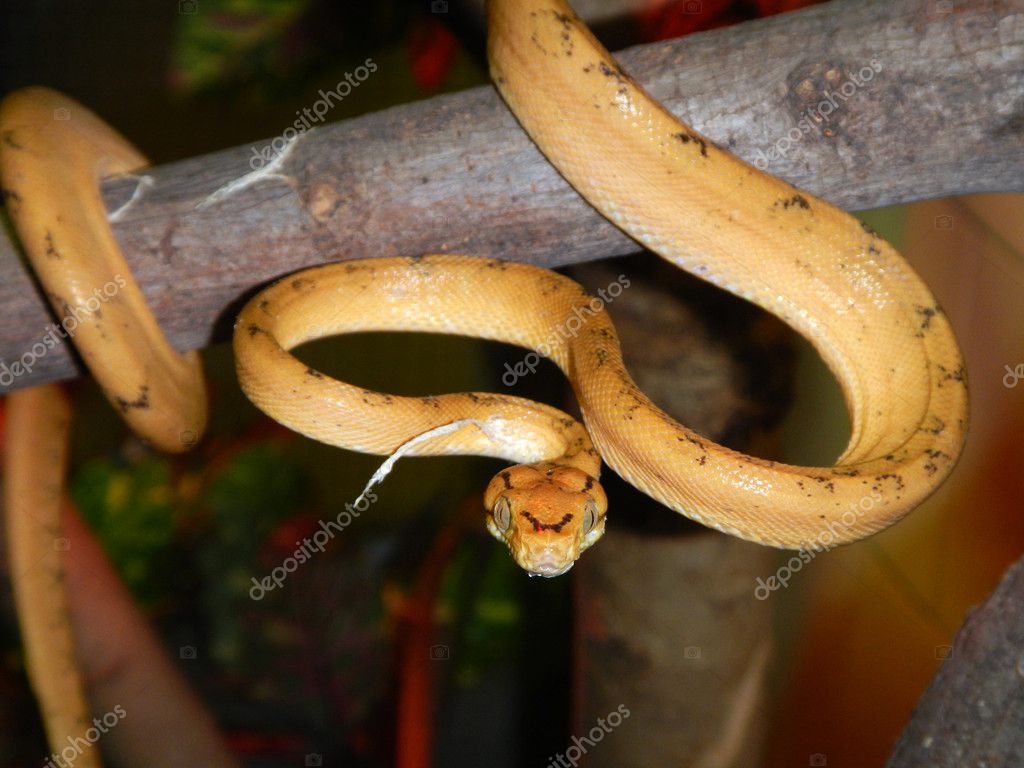Amazon Tree Snake