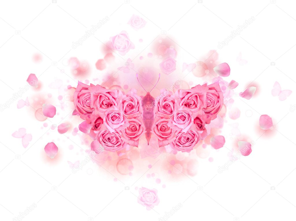Pictures: pink rose butterfly | Pink rose butterfly buds — Stock Photo ...