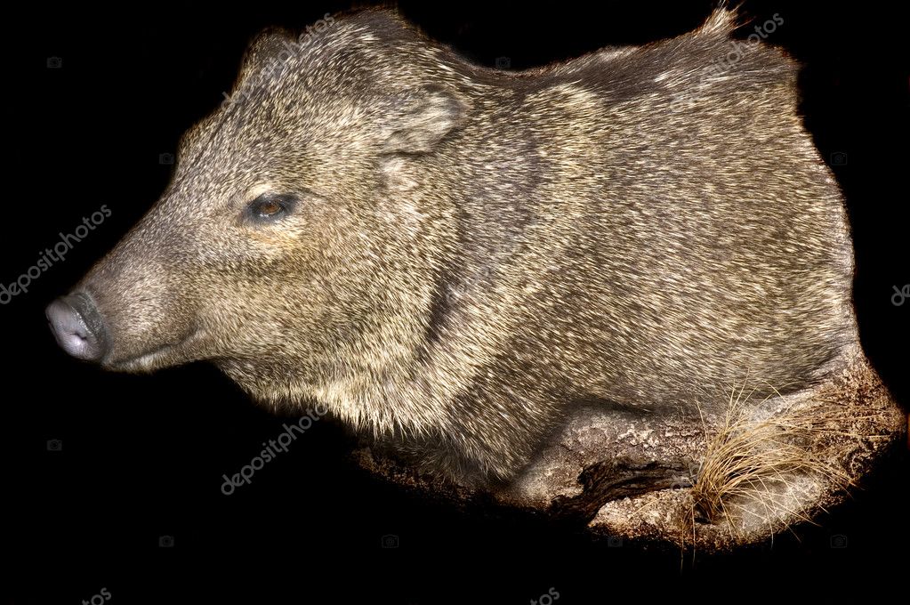 Javelina mount Stock Photo by ©jeffbanke 11031211