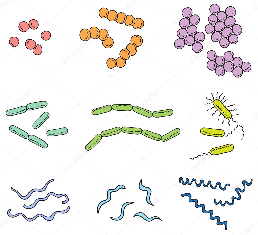 Illustration of many types of bacteria — Stock Vector © kytalpa #10743345