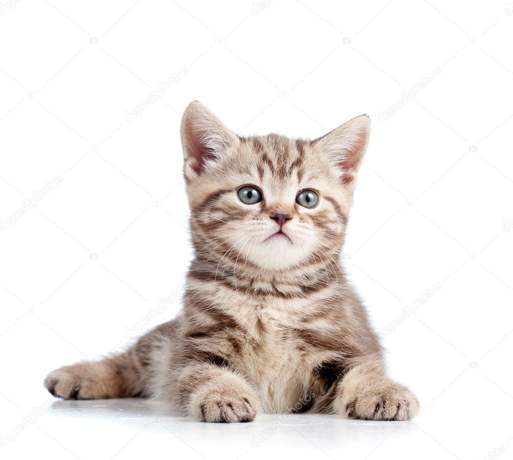Cute kitten isolated on white background — Stock Photo © oksun70 #10972930