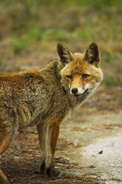 Fox in the forest — Stock Photo © adrenalina #11126585