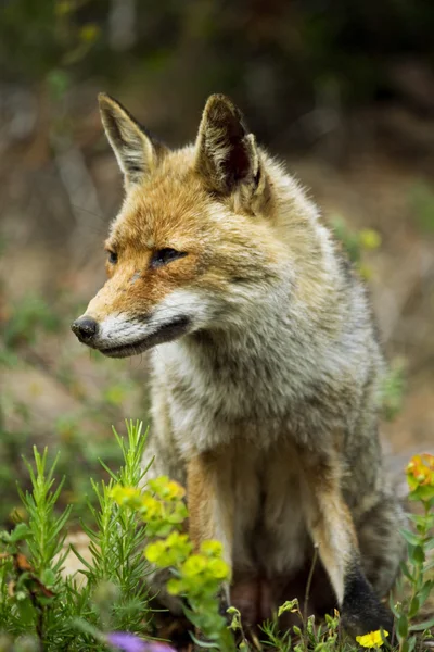 Fox in the forest — Stock Photo © adrenalina #11126585