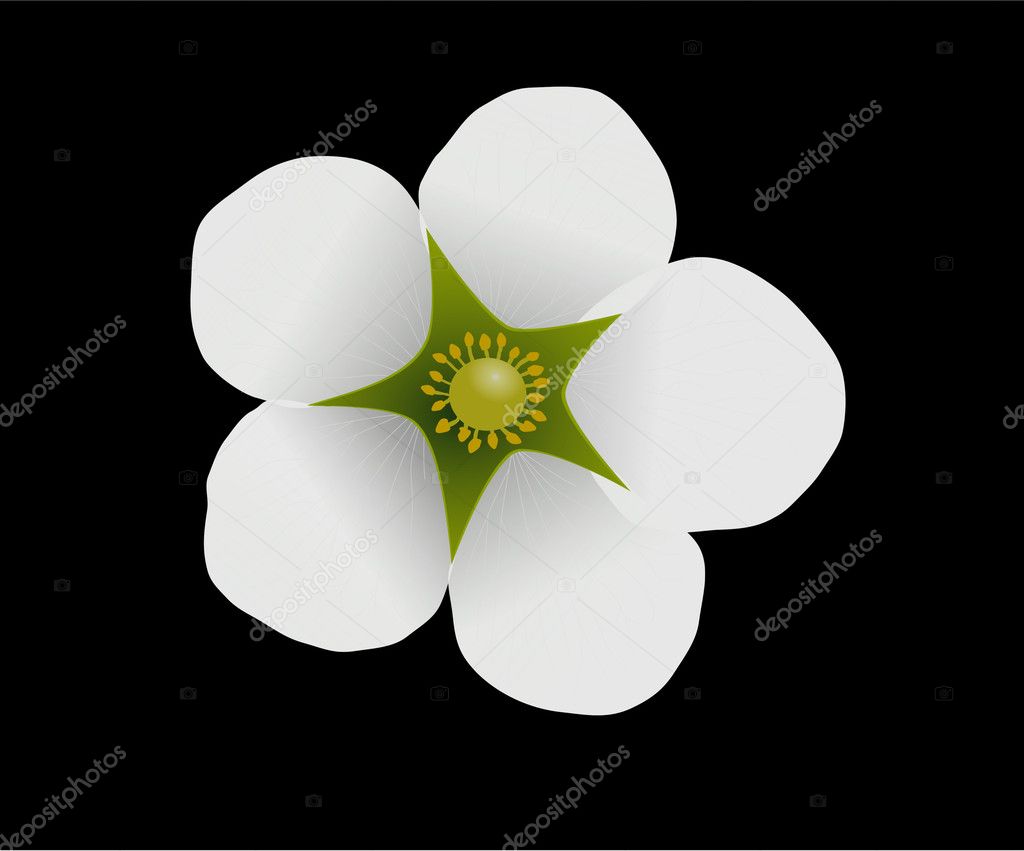 Strawberry flower Stock Vector by ©asokolow 10760813