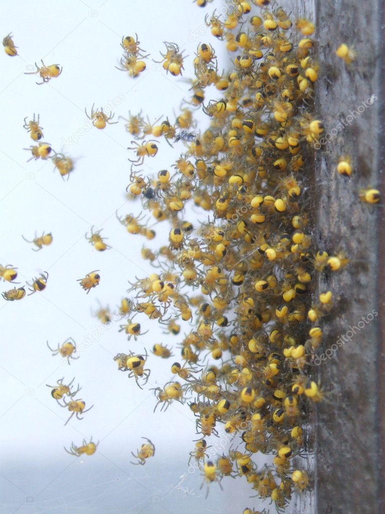 Small spin — Stock Photo © anja1269 #11087680