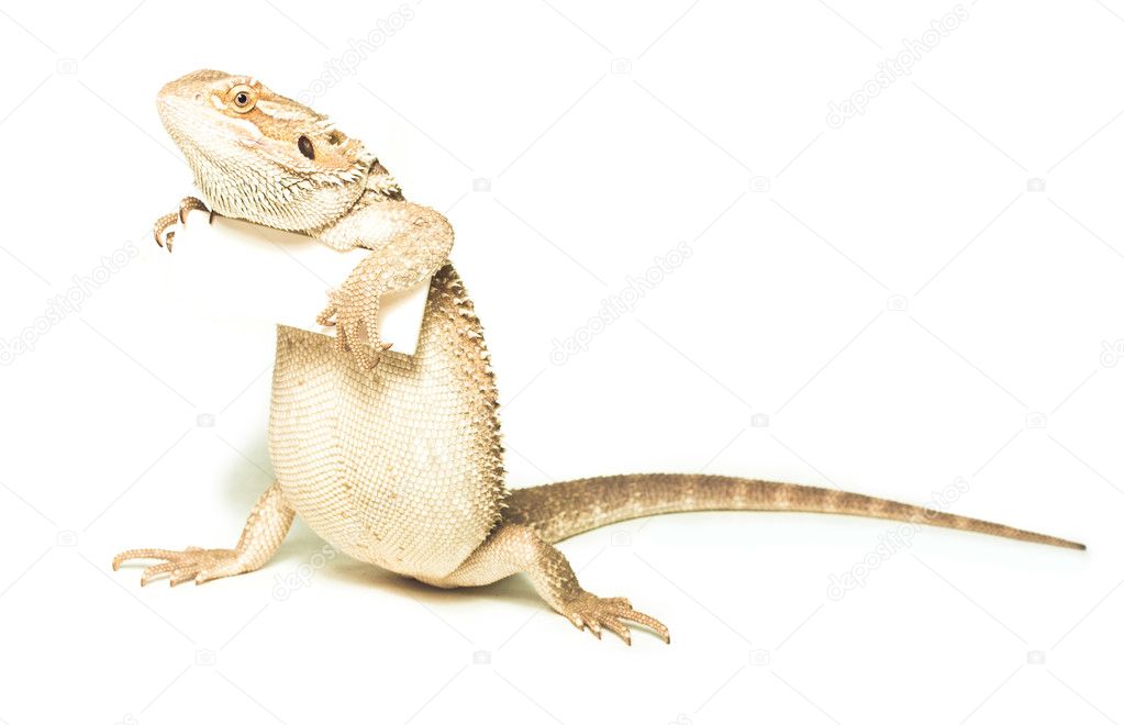 Lizard holding card in hand on white background — Stock Photo ...
