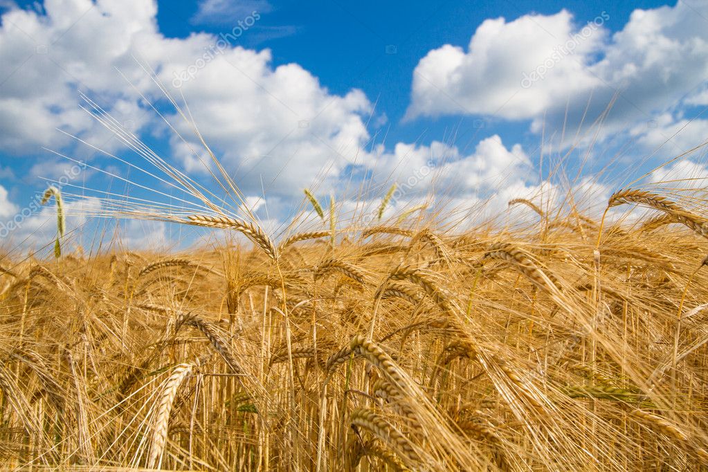 Grain field in Bavaria, Germany ⬇ Stock Photo, Image by © haraldmuc ...