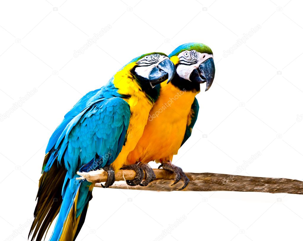 The Couple of beautiful macaws isolated on white background Stock Photo ...