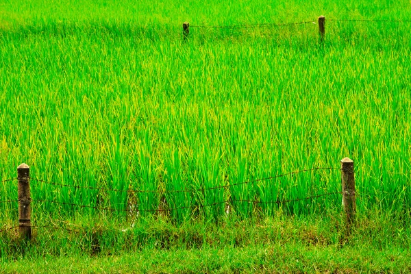 Aeroponics rice plantation technic — Stock Photo © Surabky #10046368