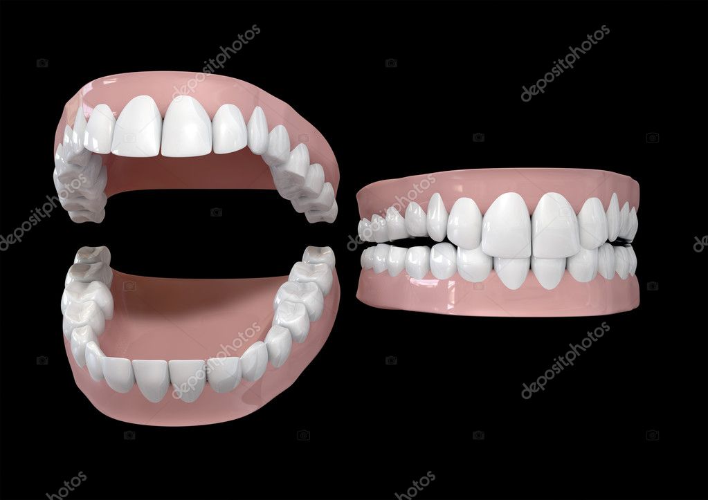 Two Sets Of Teeth In Humans