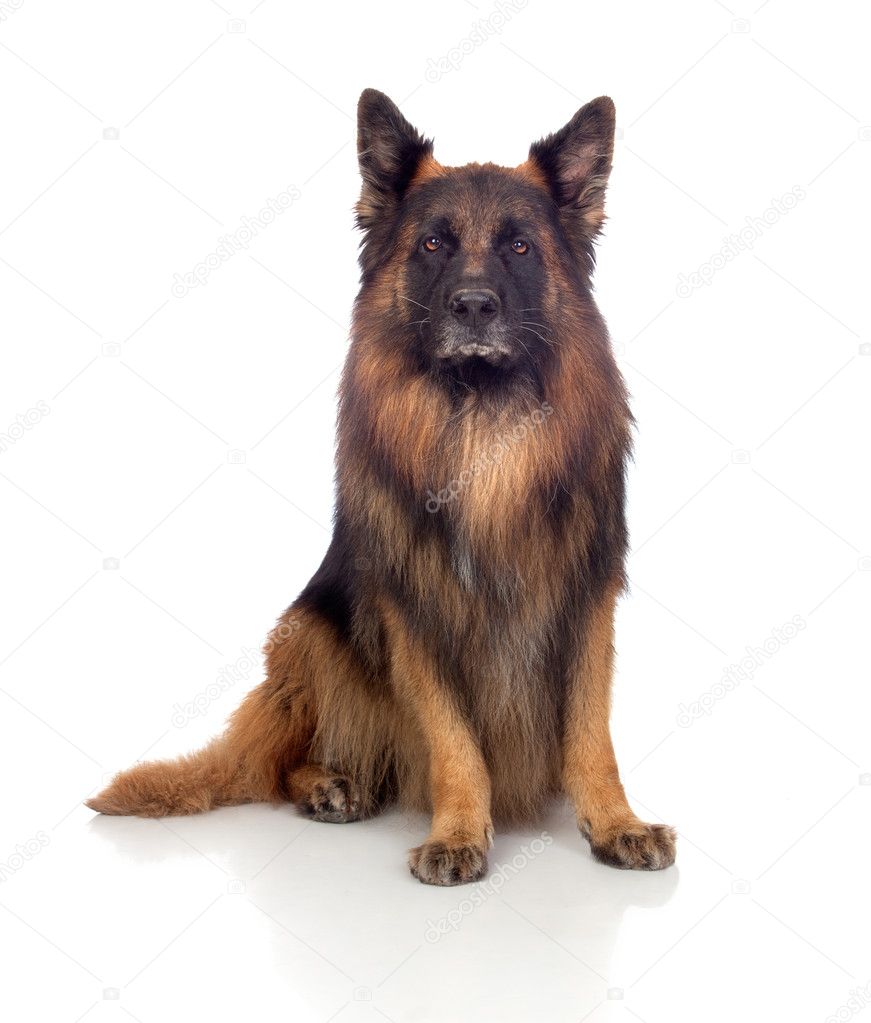 Beautiful alsatian Stock Photo by ©Gelpi 11518578