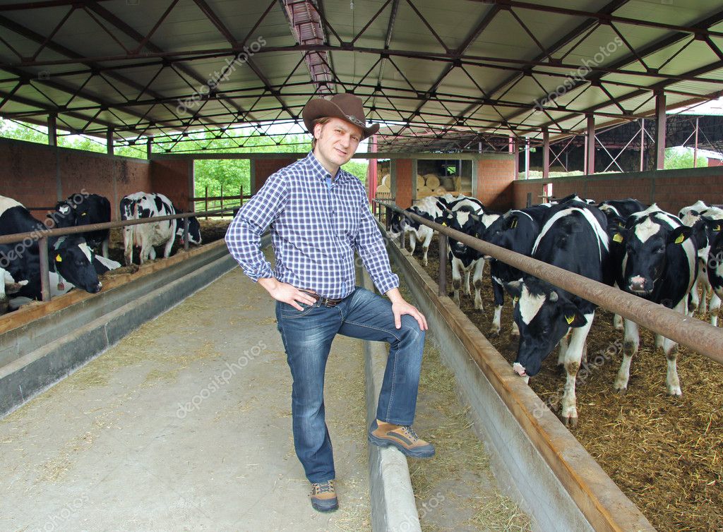 Cowboy and Cows, Farming Stock Photo by ©branex 11593161