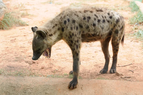 Female hyena Stock Photos, Royalty Free Female hyena Images | Depositphotos