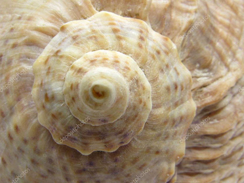 Sea shell as texture background — Stock Photo © Nastya22 #10789623