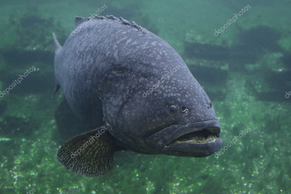 Pez mero gigante bajo el agua — Foto de stock © bluehand #12199004