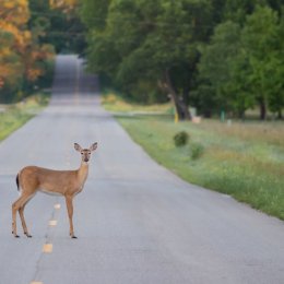 Deer road Stock Photos, Royalty Free Deer road Images | Depositphotos