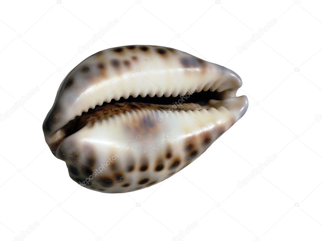 Cowry shell . — Stock Photo © peshyuri #11970282