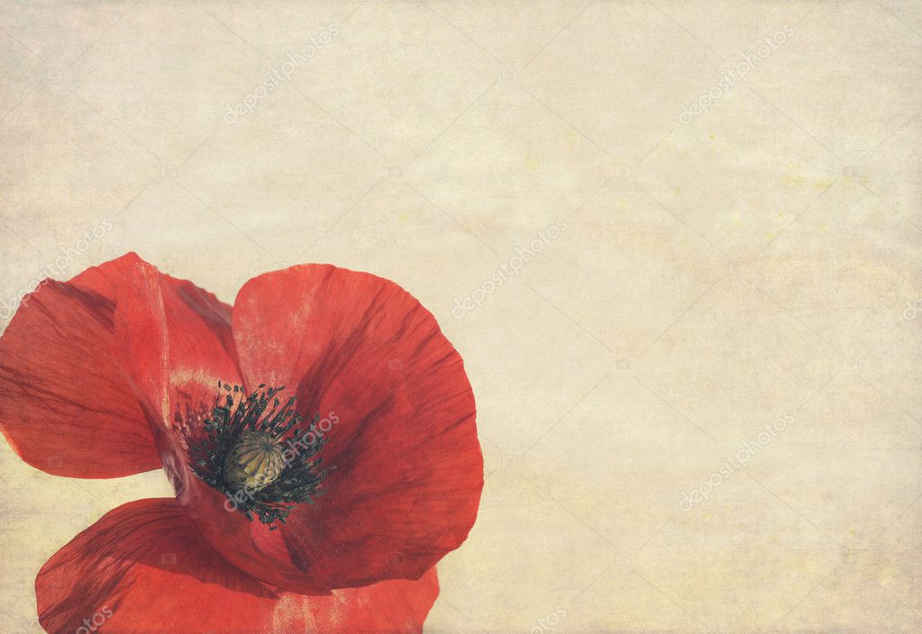 Earthy floral background and design element Stock Photo by ...