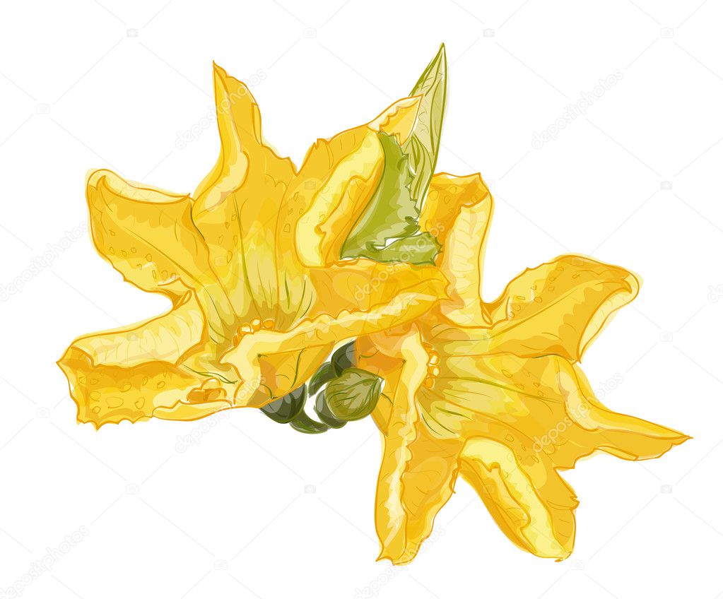 Zucchini flower on a white background. Vector image. Stock Vector Image ...