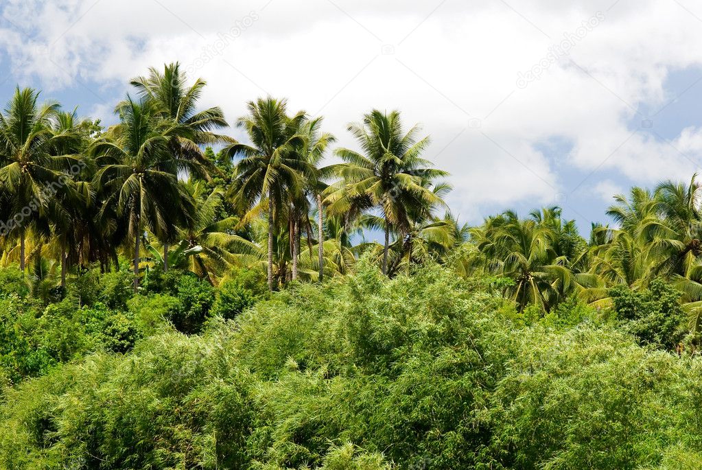 Palm Trees, Jungle Scene - Mindanao, Philippines — Stock Photo ...