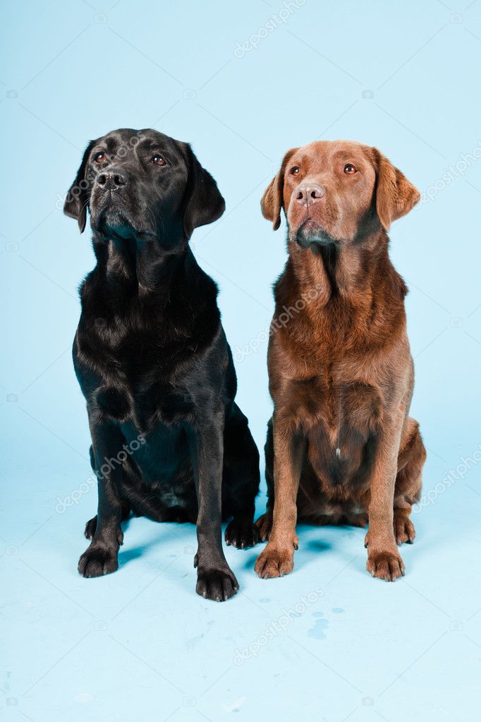 Studio portrait of two labradors isolated on light blue background ...