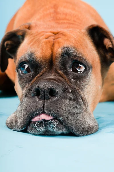 Cachorro machucado Stock Photos, Royalty Free Cachorro machucado Images ...