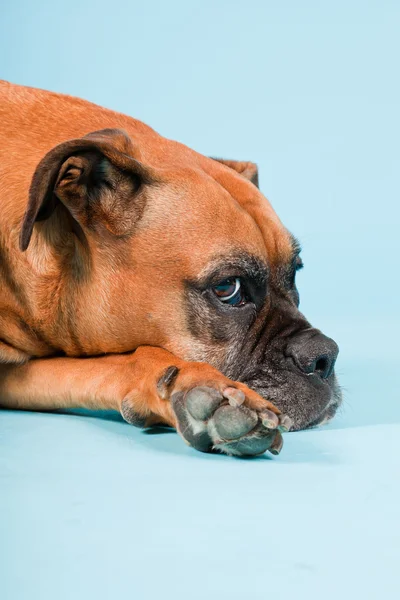 Cachorro machucado Stock Photos, Royalty Free Cachorro machucado Images ...