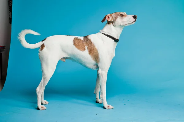 Mixed breed dog short hair brown and white isolated on light blue ...