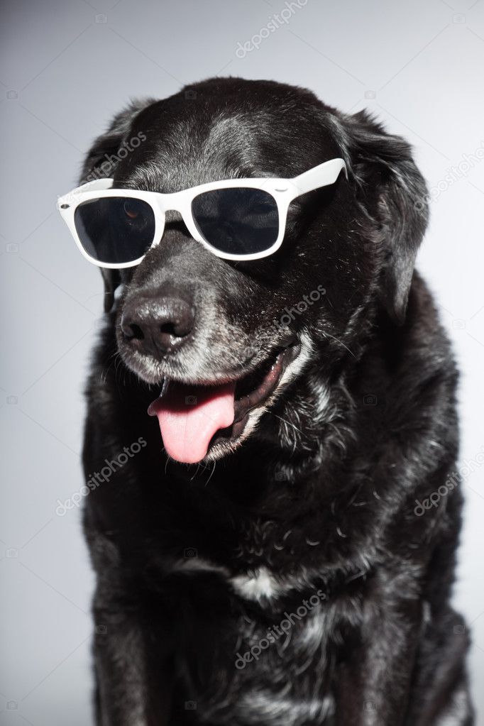 Funny old black labrador retriever wearing white sunglasses. Studio ...