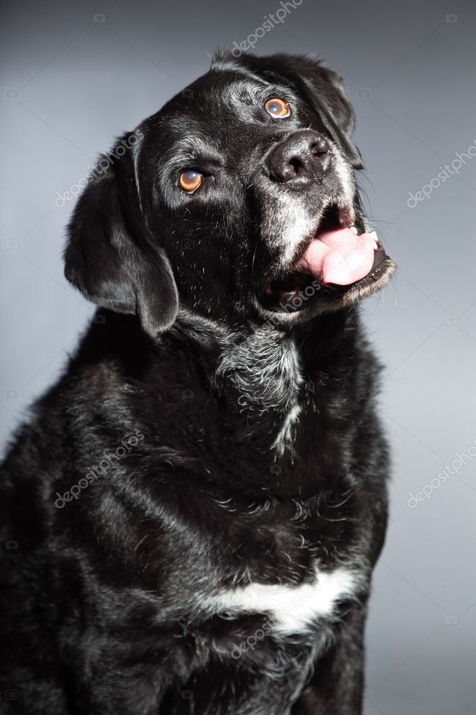 Old black labrador retriever. Studio shot isolated on grey background ...
