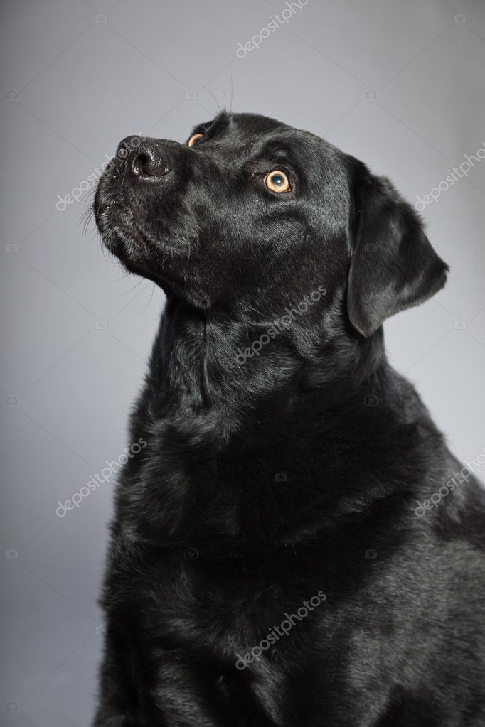 Black labrador retriever dog with light brown eyes isolated on grey ...