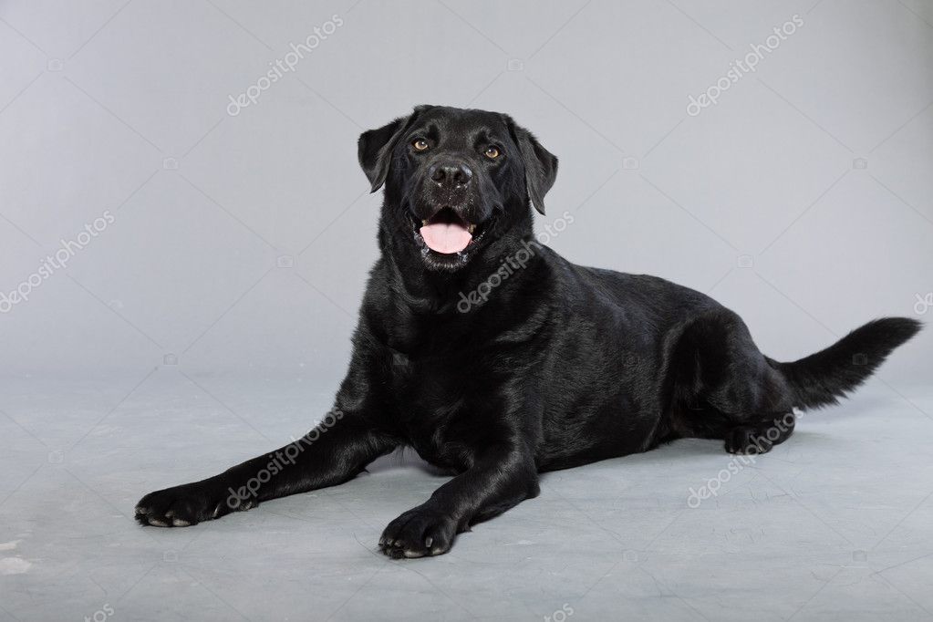 Black labrador retriever dog with light brown eyes isolated on grey ...