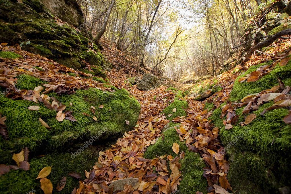 Leaves on forest ground in autumn — Stock Photo © photocosma #11286556