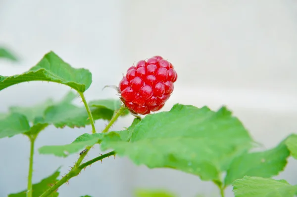 Raspberry bush on a white background, a lot of red raspberry fruit ...