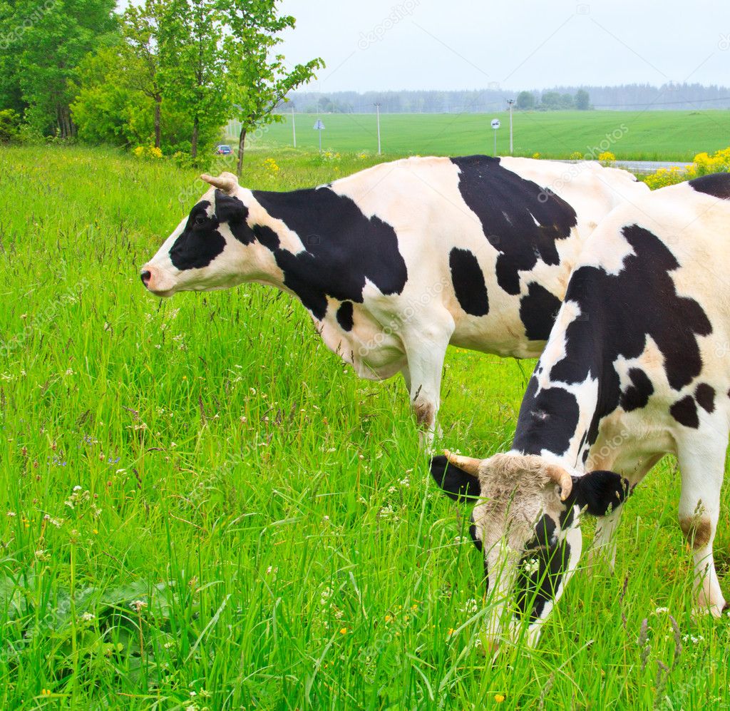 Fotos de Dos vacas. - Imagen de © Poweraska #11150419