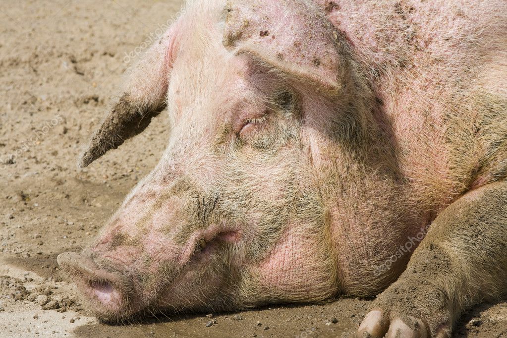 Big pig — Stock Photo © OlegDoroshenko #11638702