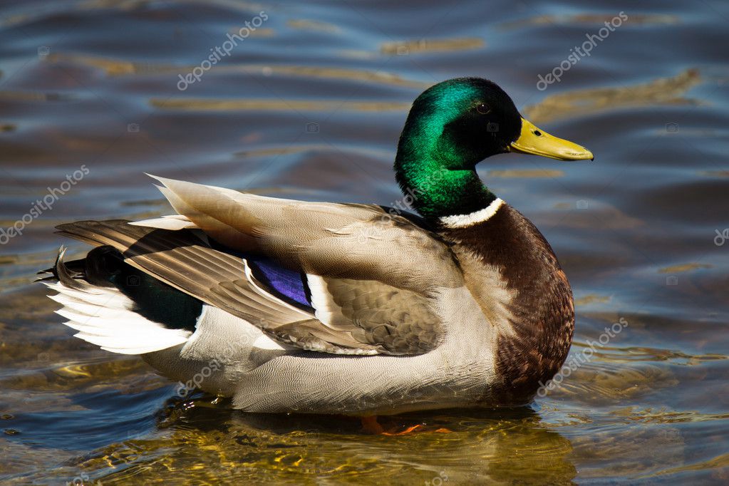 Canard colvert mâle — Photo #11045272