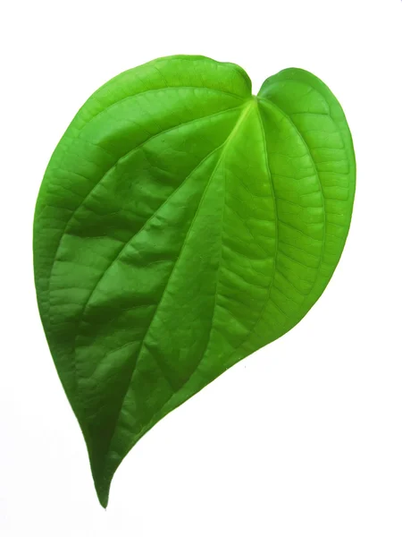 Betel leaf Stock Photos, Royalty Free Betel leaf Images | Depositphotos
