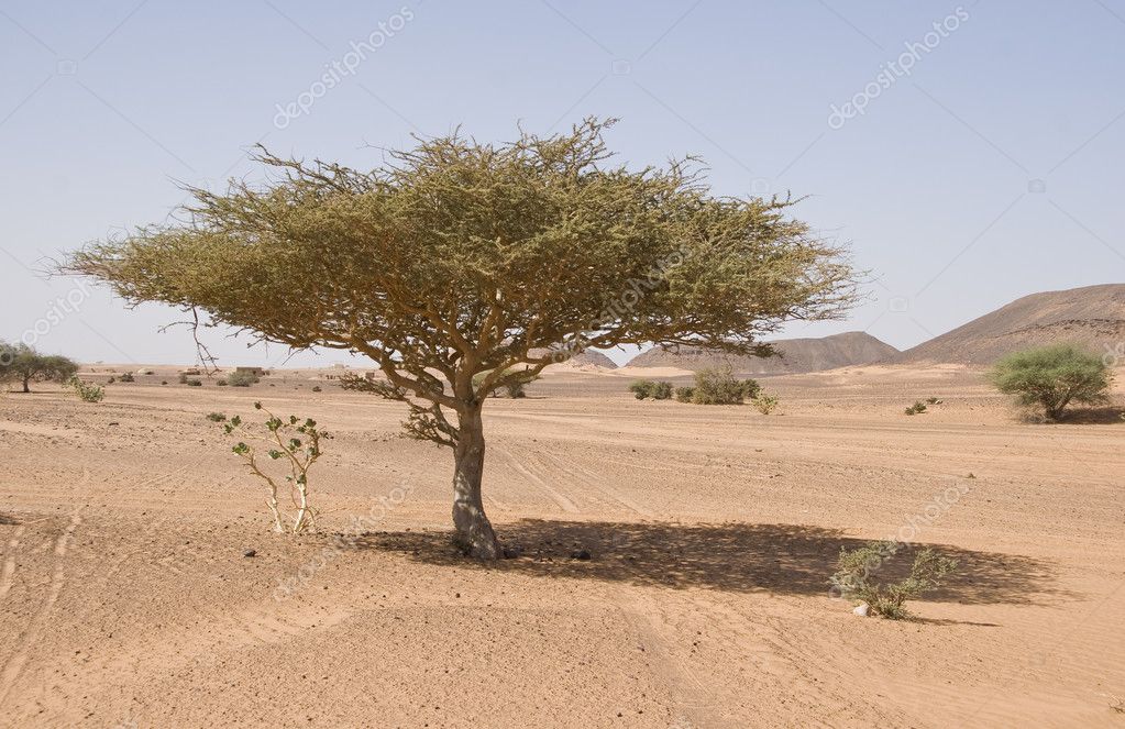 Acacia tree in the desert — Stock Photo © Danieloncarevic #10741707