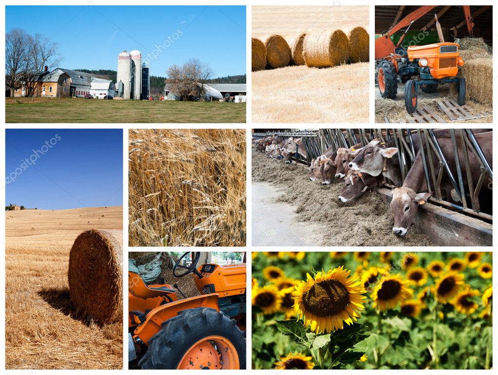 Agriculture collage — Stock Photo © atm2003 #11911743