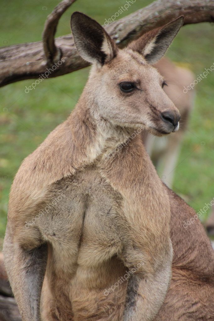 Canguru australiano macho grande — Fotografias de Stock ...