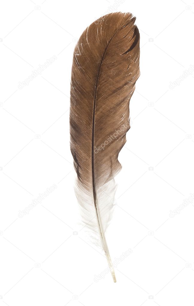 Feather pen isolated on white — Stock Photo © seregam #10763206