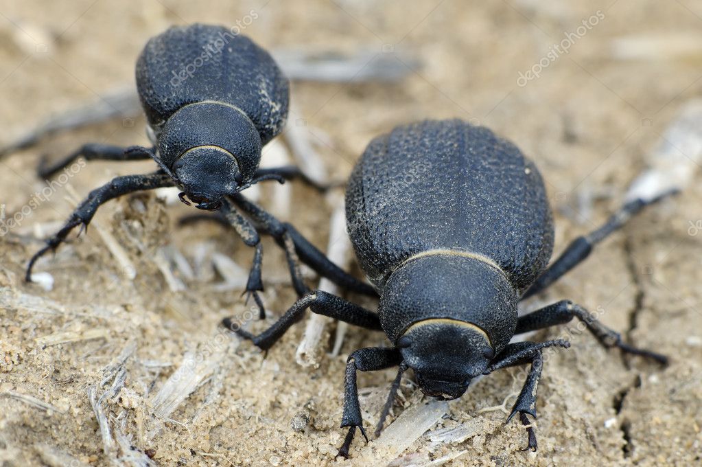 Namib Desert Beetle Stock Photo by ©lucidwaters 11116999