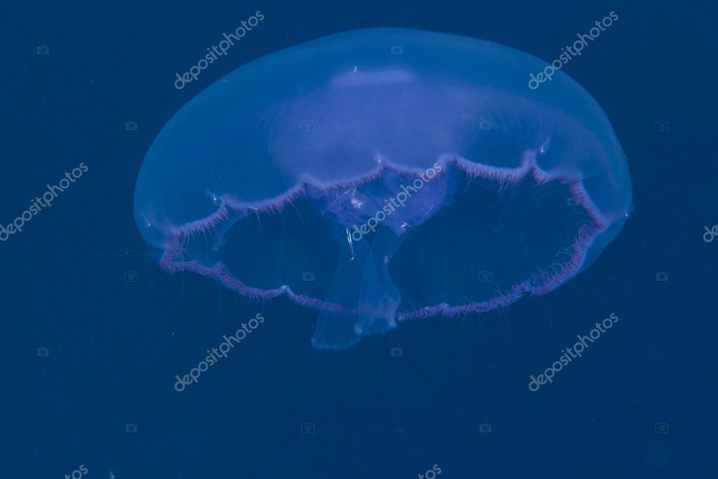 Moon jellyfish in the Red Sea. Stock Photo by ©all4one_20 10737814