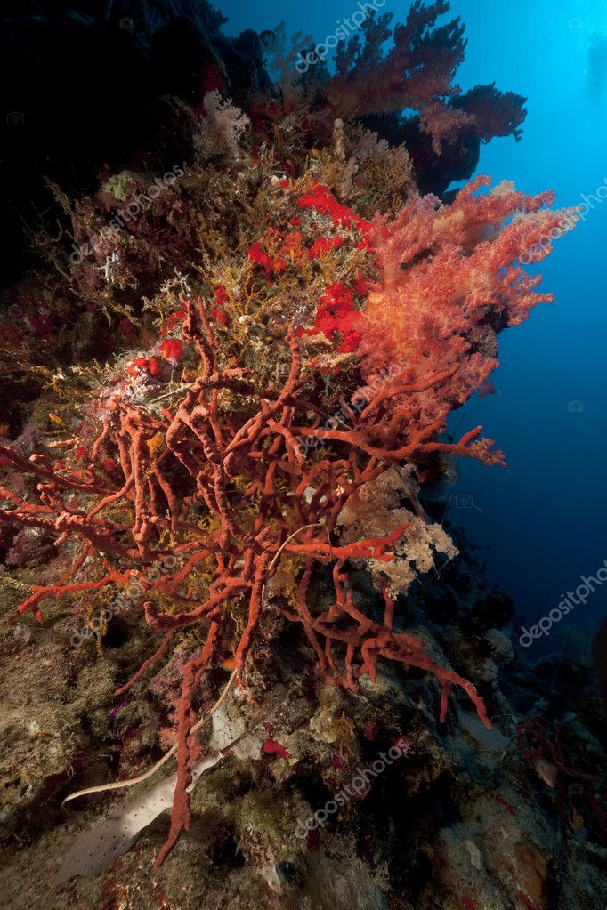 Toxic finger coral and tropical underwater life in the Red Sea. Stock ...