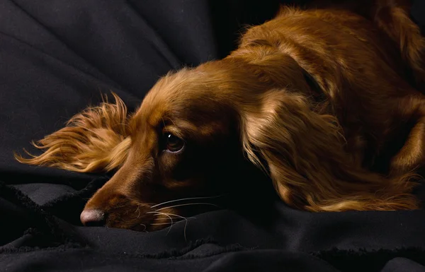 Canny Stock Photos, Royalty Free Canny Images | Depositphotos